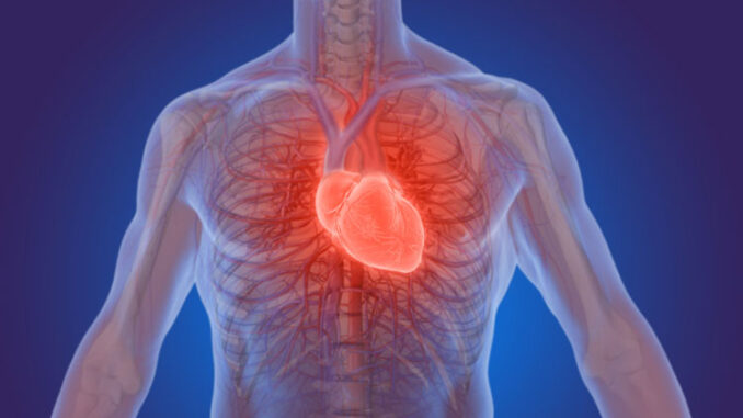 El corazón de los animales