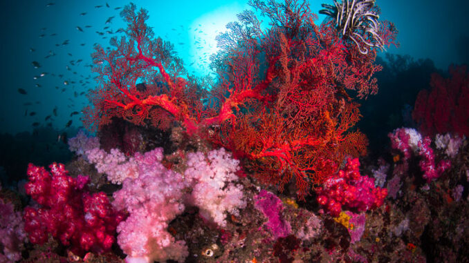 Corales coloridos