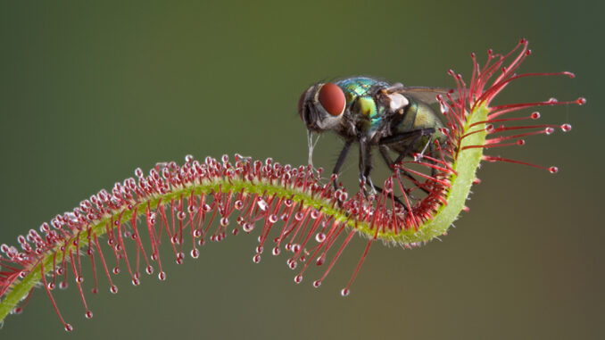 ¿Las plantas comen carne? – Página 3