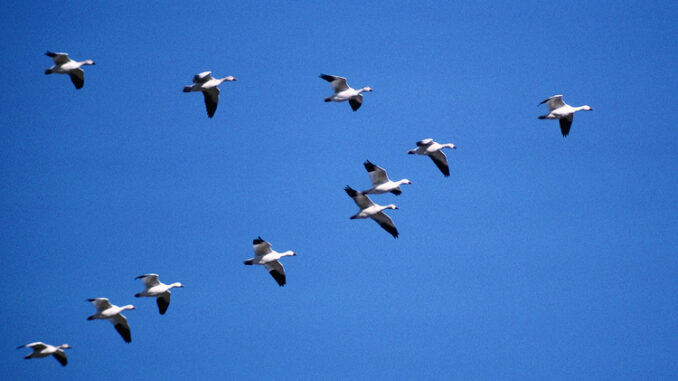 Traveling Birds – Page 3