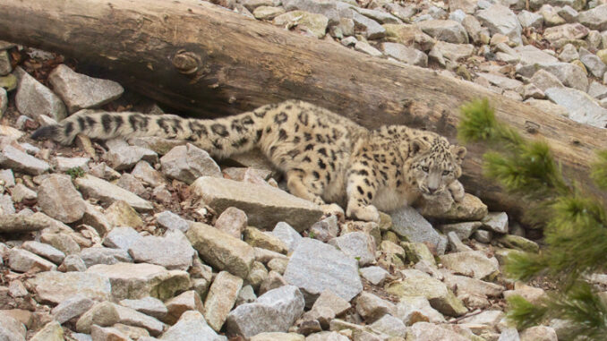 How Animals Use Camouflage