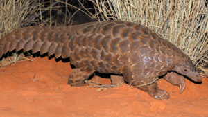 Pangolins – The Only Mammals Covered in Scales – Page 2
