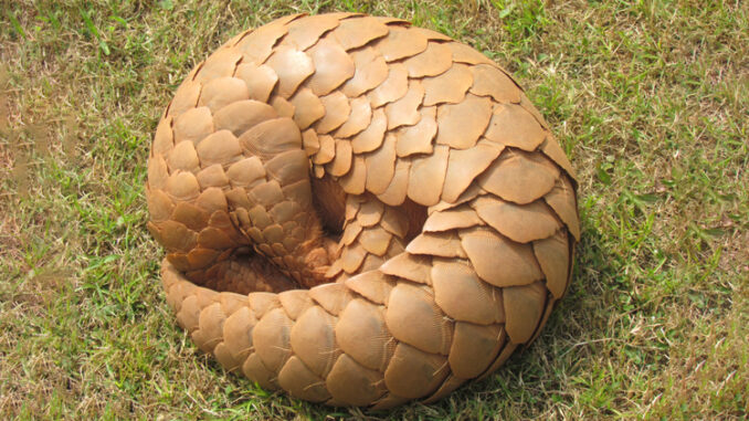 Pangolins – The Only Mammals Covered in Scales – Page 3