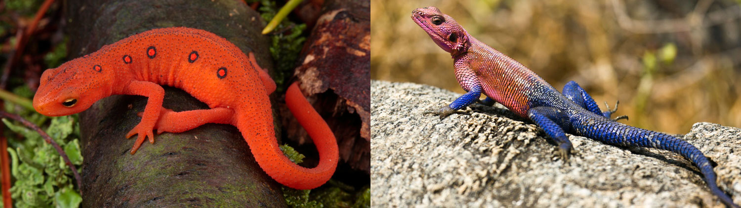 Similar but Different: Reptiles and Amphibians