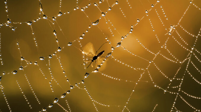 How strong is spider silk?